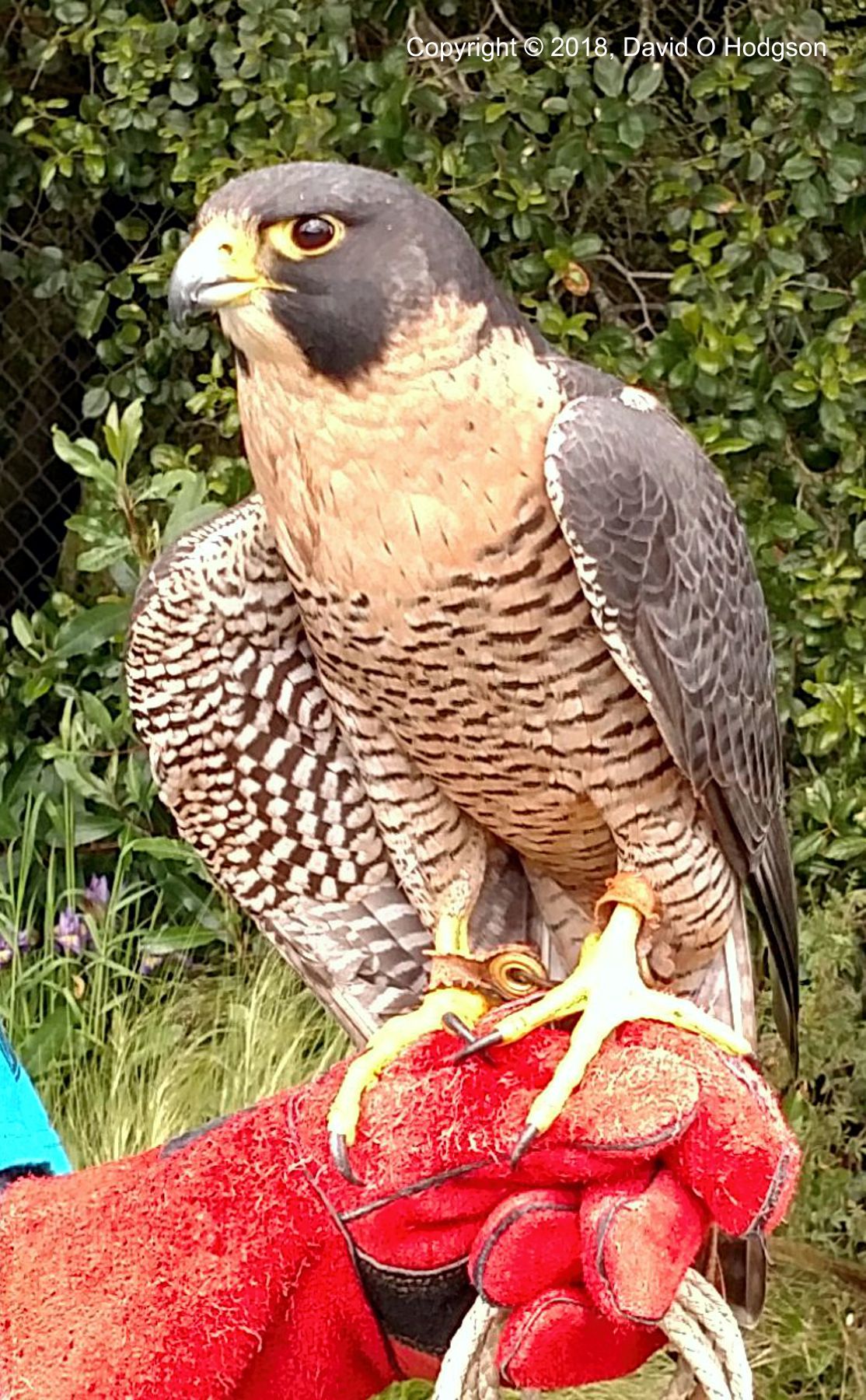 A Visit to the Bird Rescue Center | David Hodgson Personal Blog