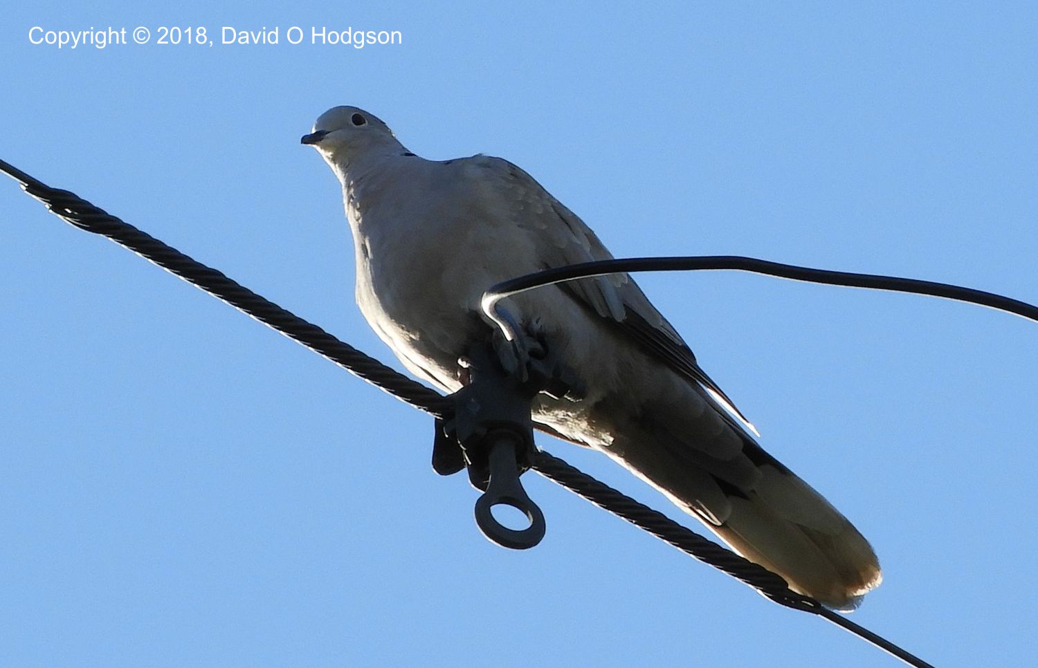 Independence Day for Kites | David Hodgson Personal Blog
